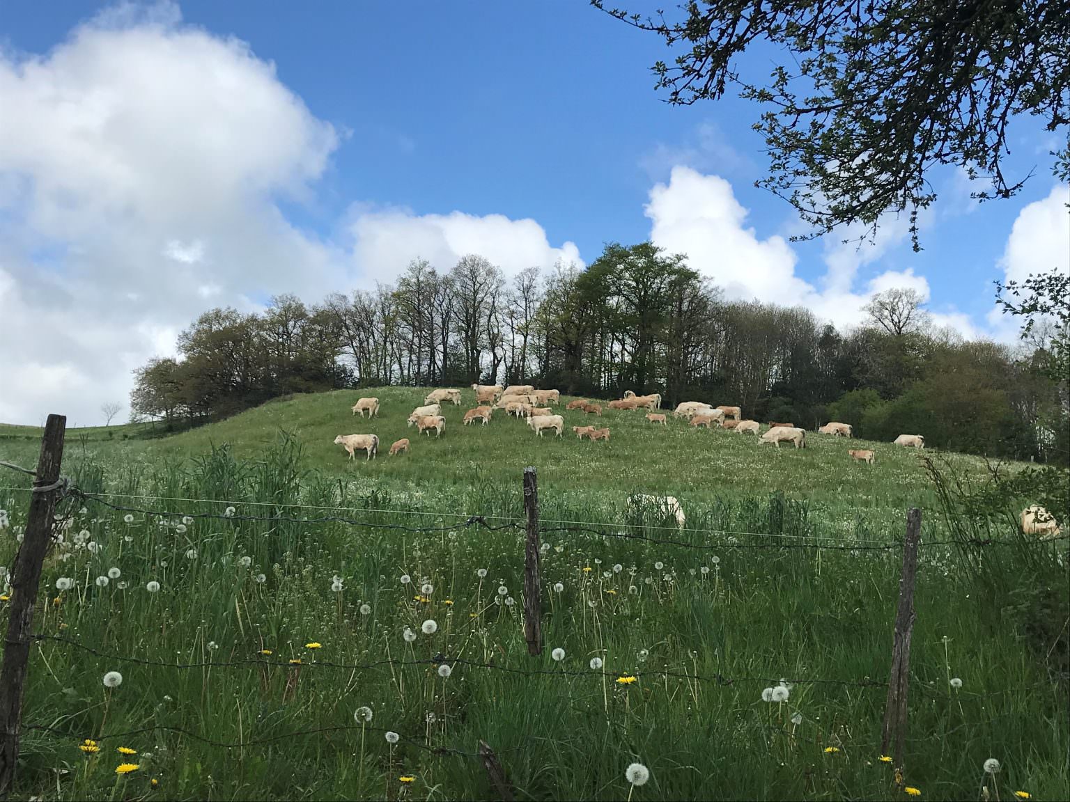 Présentation - Commune de Castanet